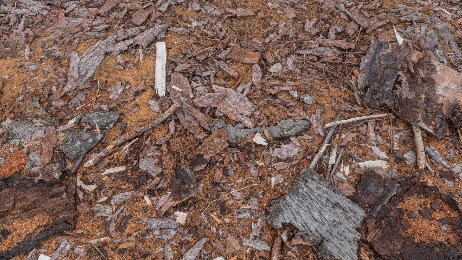 Tree bark forest ground - Buy Royalty Free 3D model by matousekfoto ...