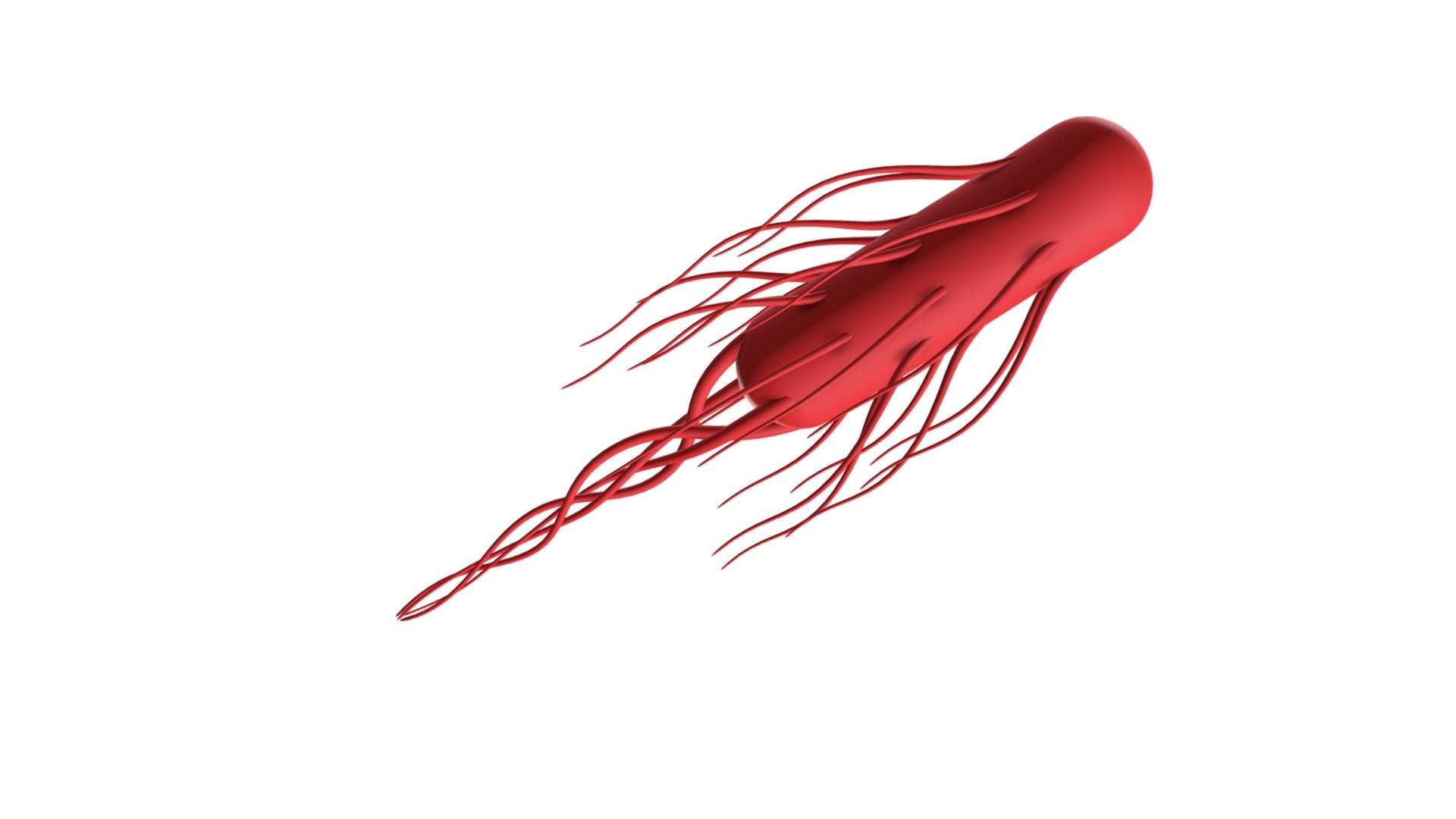 Gram-negative bacilli with flagella - 3D model by RCSI [6a76ce7 ...
