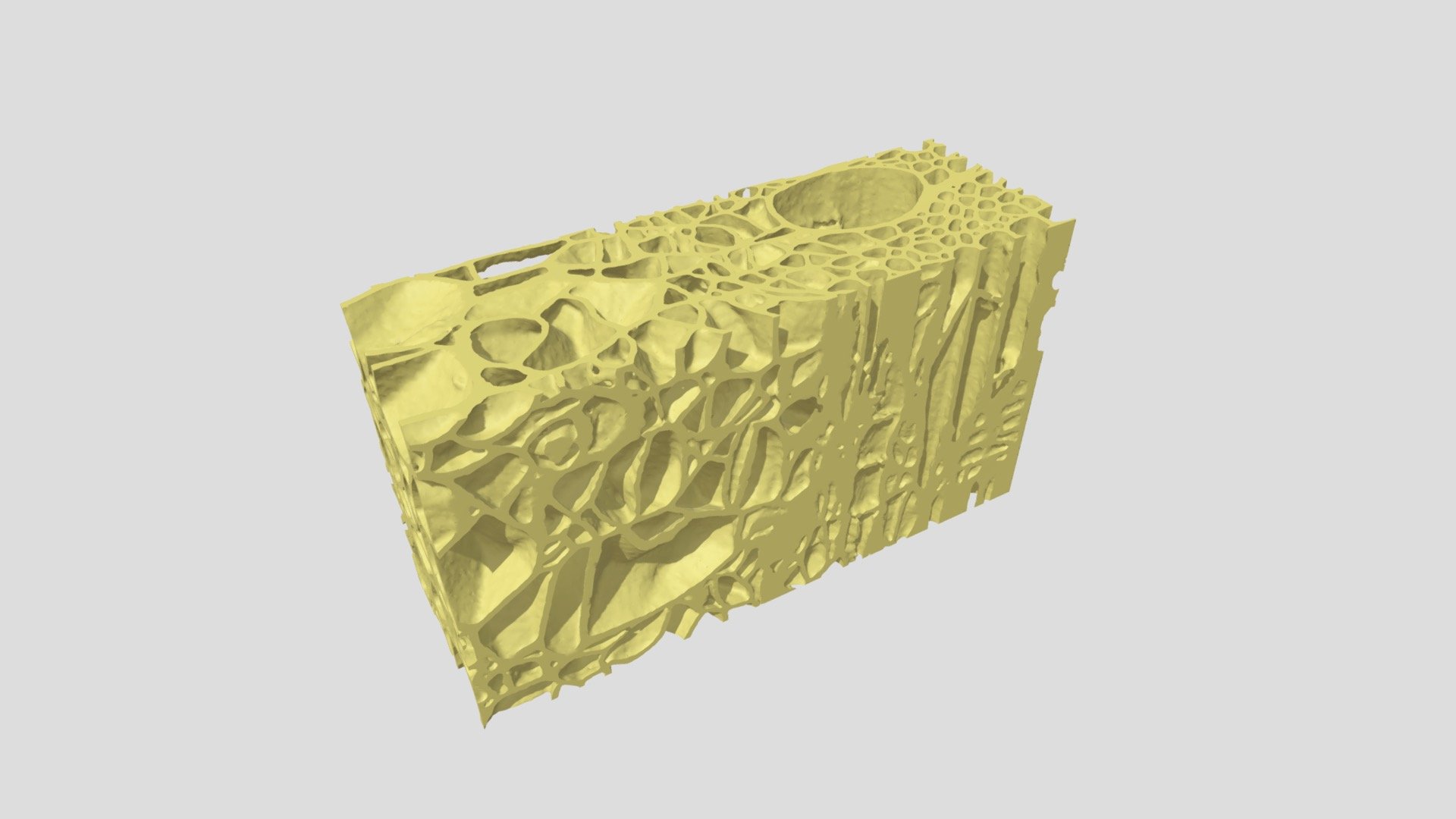 Poplar wood: Callus and normal wood tissue - 3D model by tkodden ...
