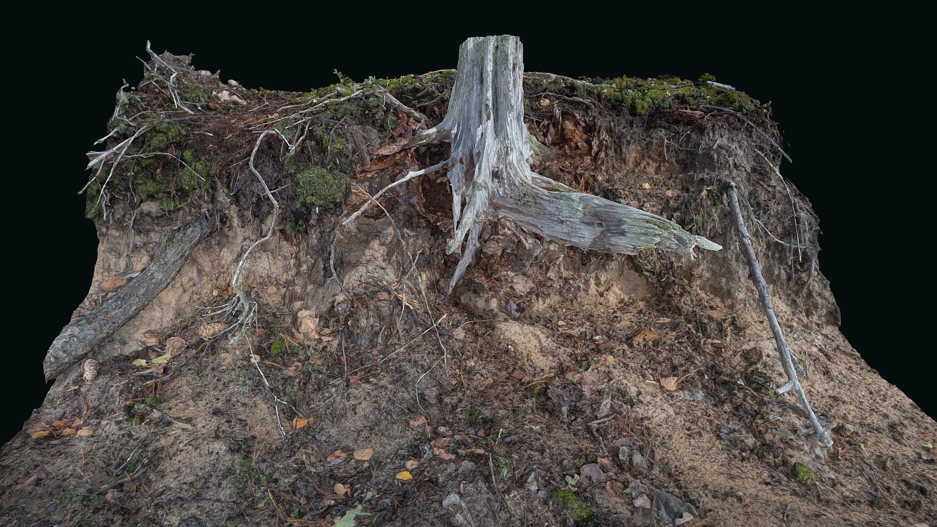 The roots and trunk of a fallen tree - Buy Royalty Free 3D model by ...