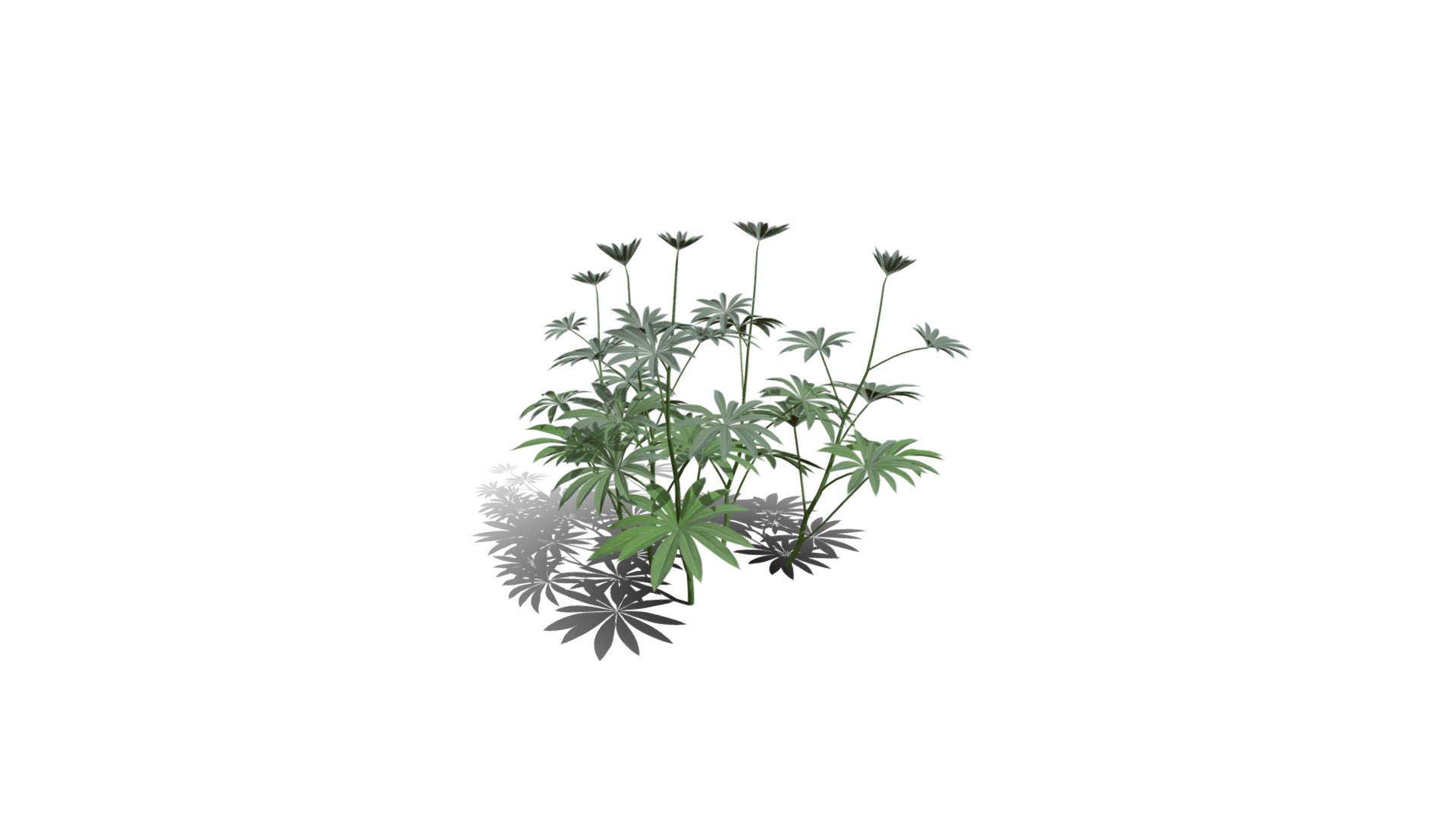Realistic HD Large-leaved lupine (17/18) - Download Free 3D model by ...