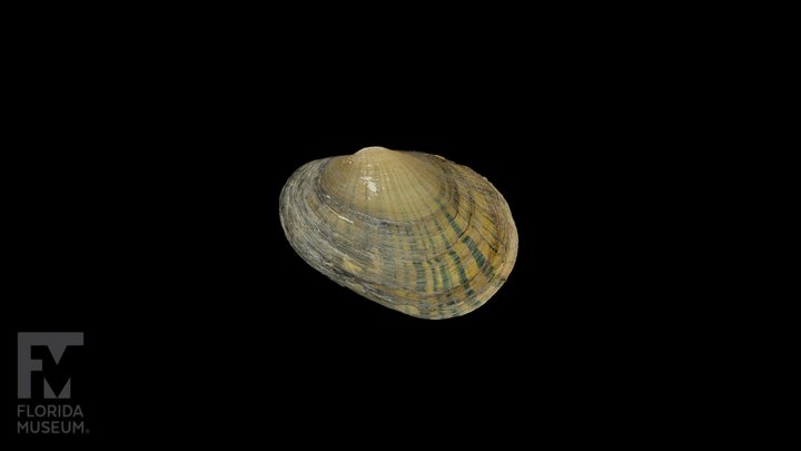 Mussel 3D models - Sketchfab