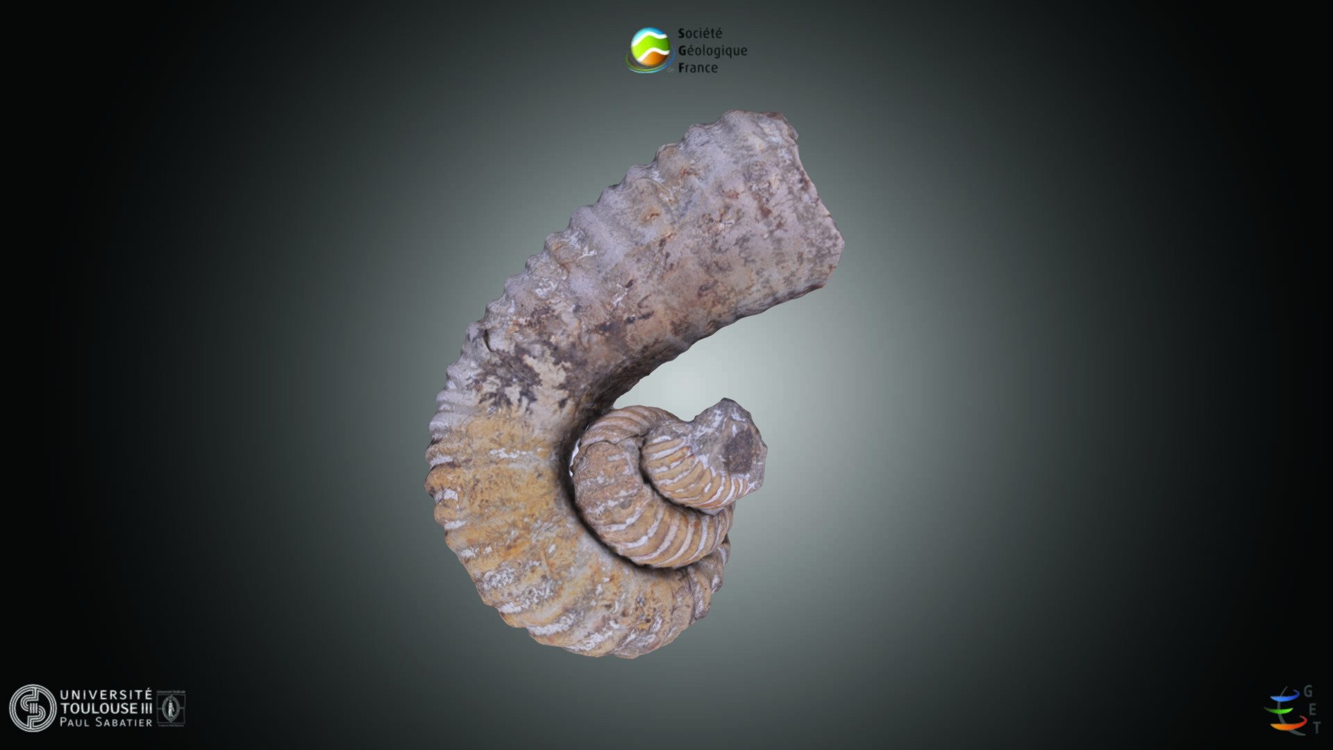Ammonite - Heteroceras sp. - Download Free 3D model by Société ...