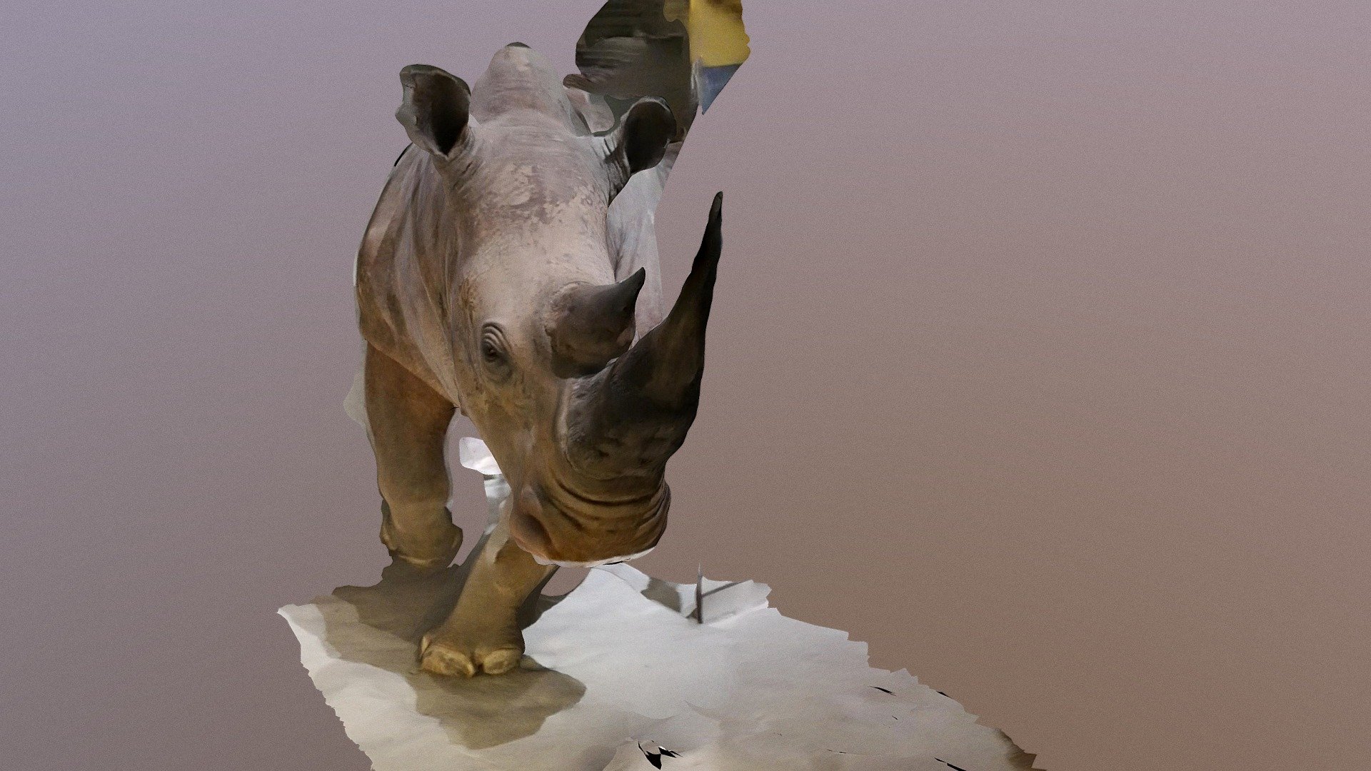 Rhinoceros - 3D model by Mesheritage [6a89db1] - Sketchfab