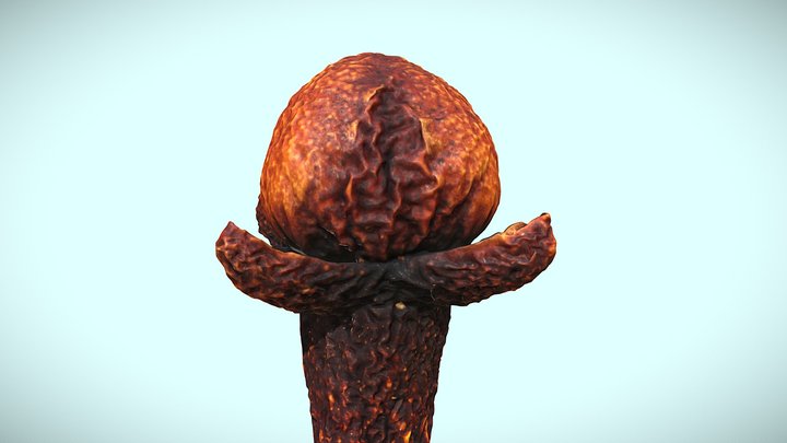 Clove 3D models - Sketchfab