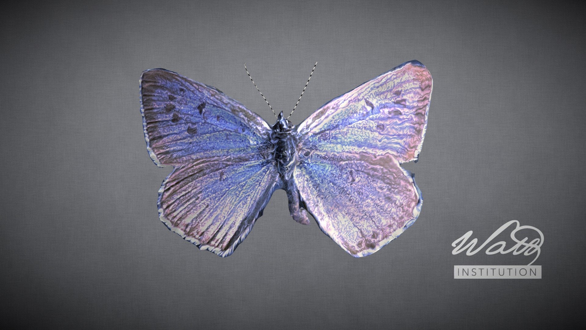 large blue (Phengaris arion) - Download Free 3D model by The Watt ...