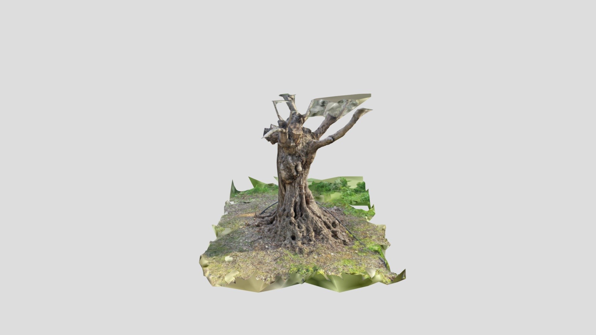 Olive tree - Download Free 3D model by georgetsig [6a9649c] - Sketchfab
