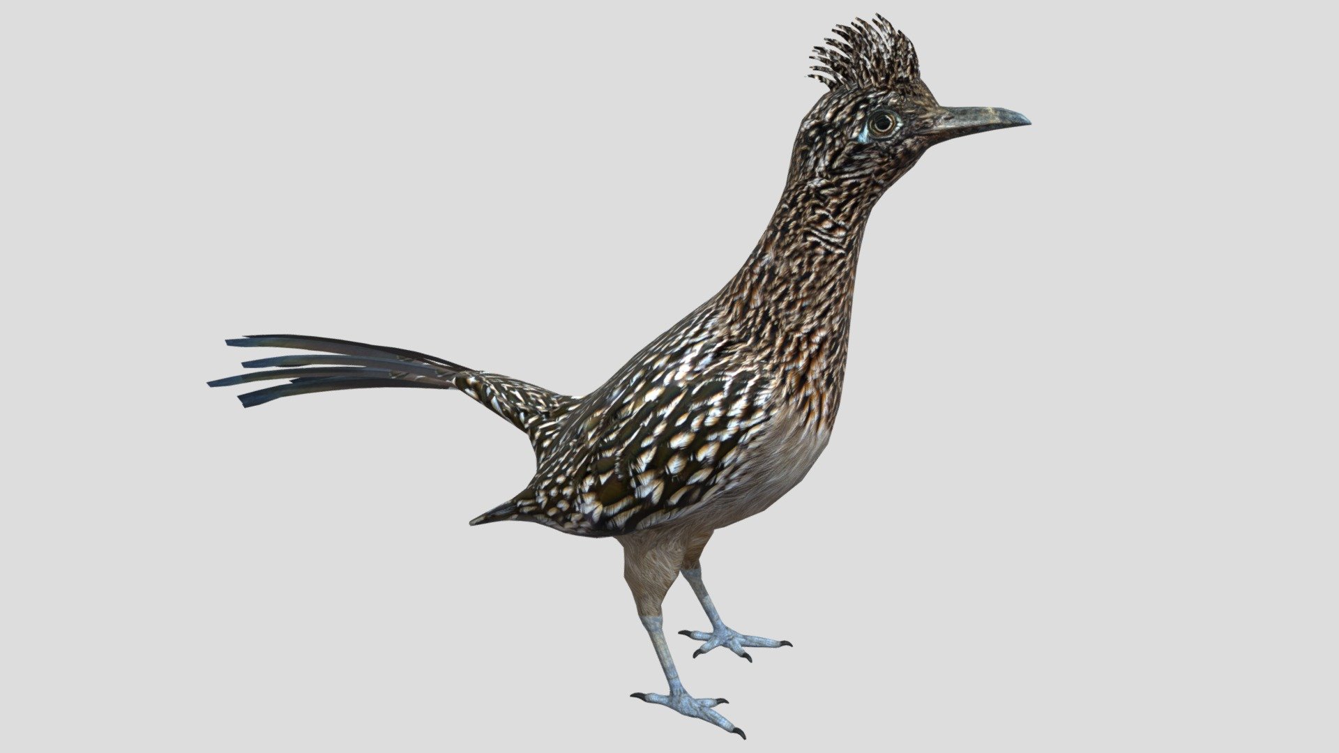 Roadrunner - Buy Royalty Free 3D model by rmilushev [6a9703e ...