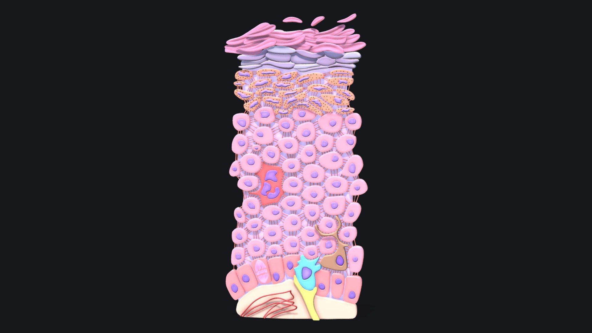 Epidermis Cross Section - Buy Royalty Free 3D model by zames1992 [6a97128] - Sketchfab Store