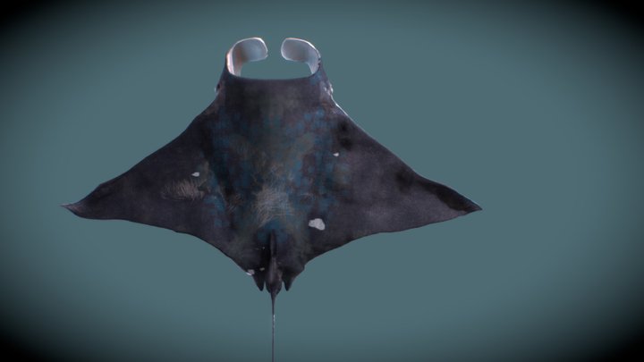 Mantarraya 3D models - Sketchfab