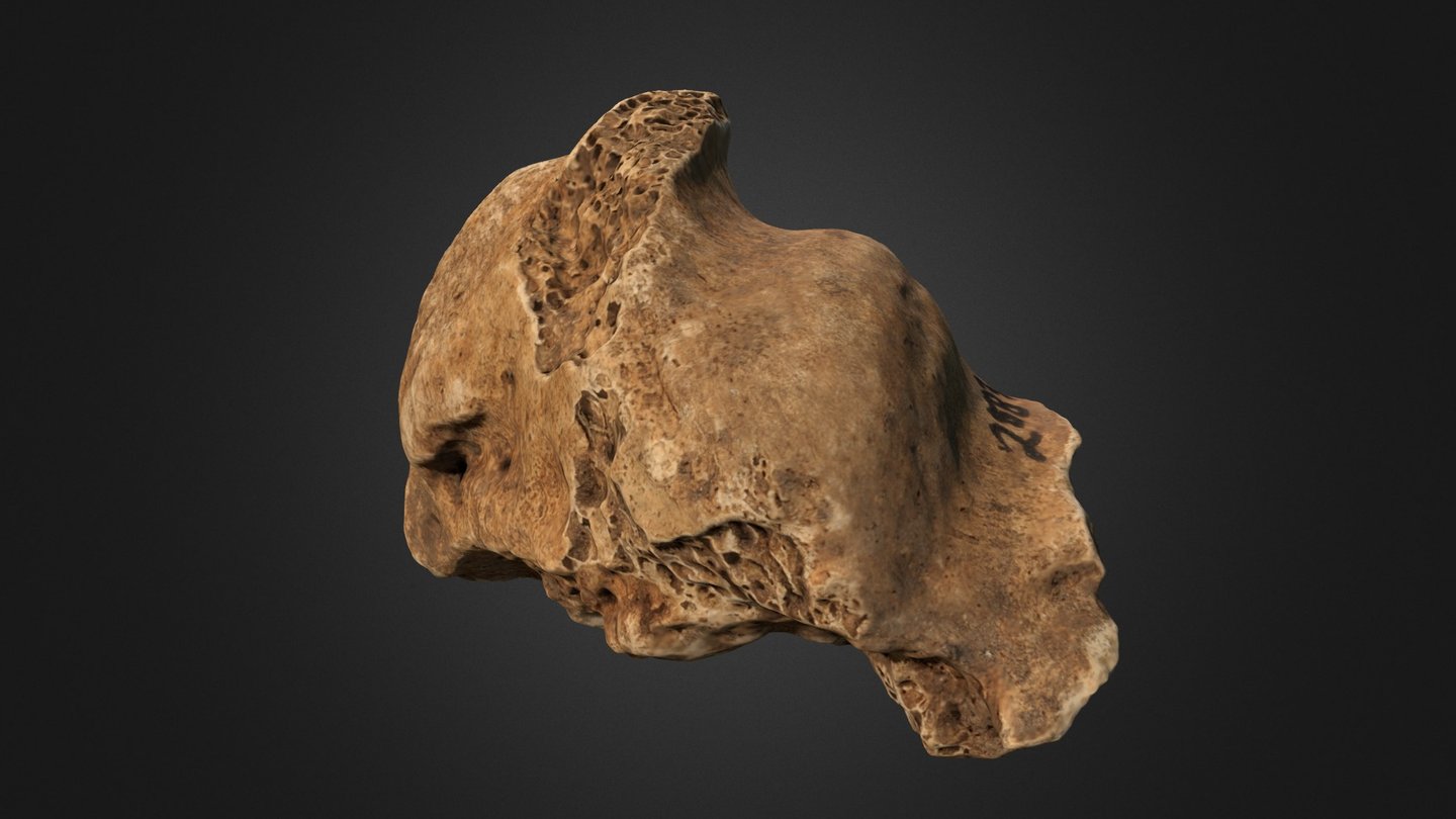 Unidentified Bone Fragment - 3D model by Abby Gancz (@agancz) [6aa1778 ...