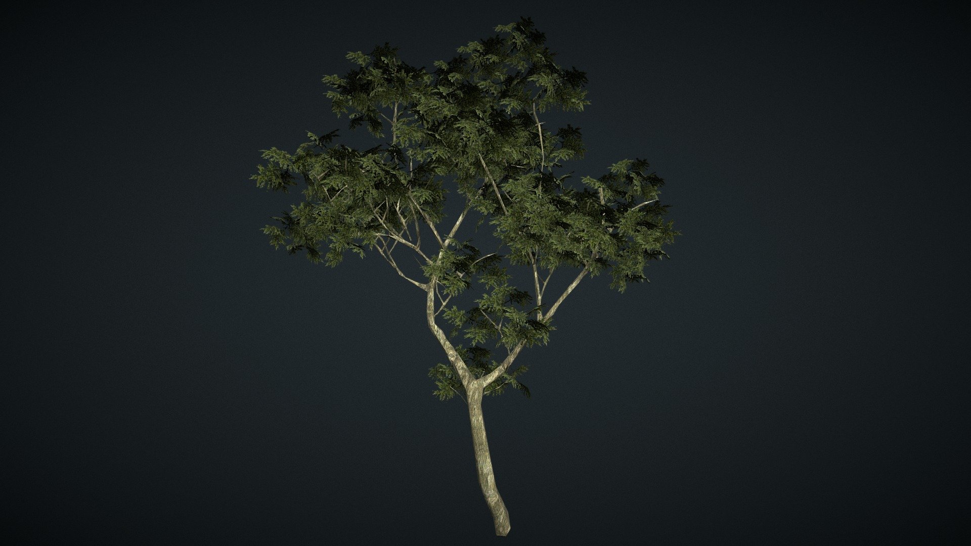 Japanese Ash Tree - Download Free 3D model by Tokuwa [6aa7c75] - Sketchfab