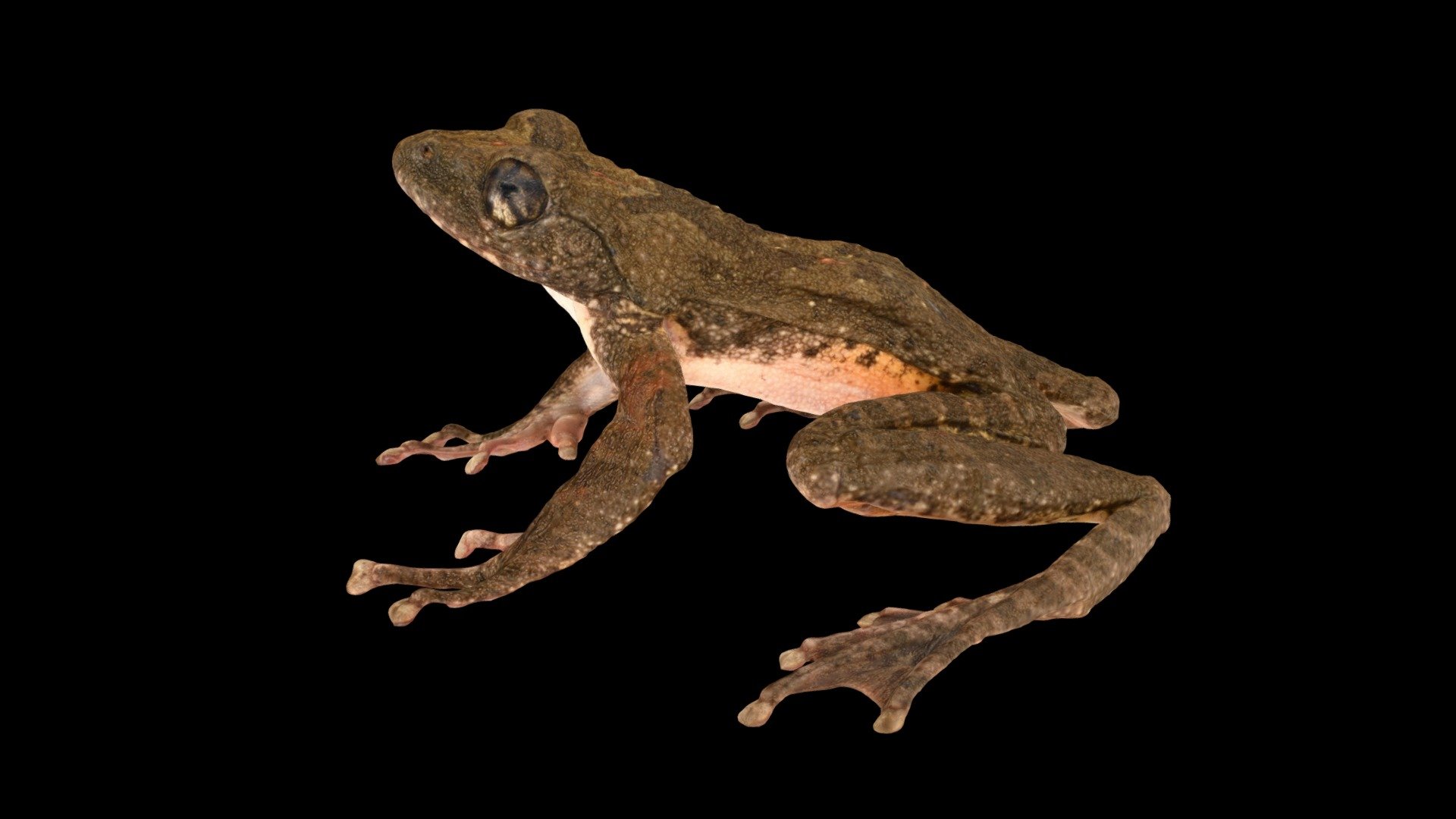 カジカガエル 🐸 ♂ Kajika Frog, Buergeria buergeri - 3D model by ffish.asia ...