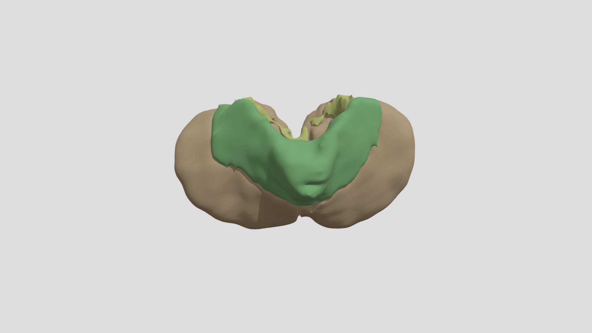 Cerebellar lobes - Download Free 3D model by gyozo.cz [6aac96d] - Sketchfab