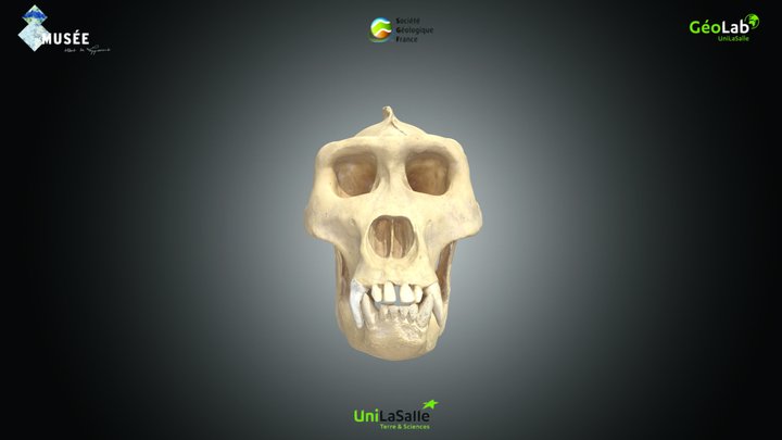 Primates 3D models - Sketchfab