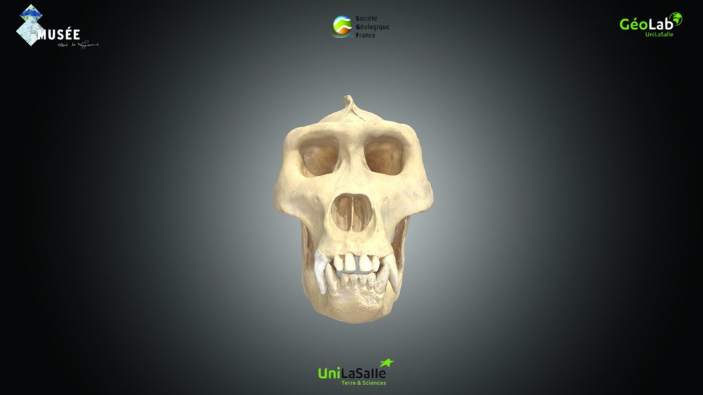 Fossil - Primates - A 3D model collection by Société Géologique de ...
