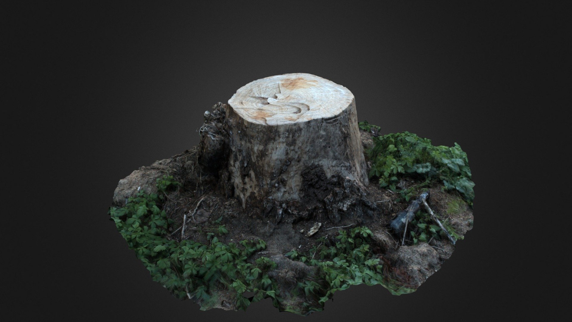 Scanned Cut Tree - Download Free 3D model by 6amsunset (@fra.six42 ...