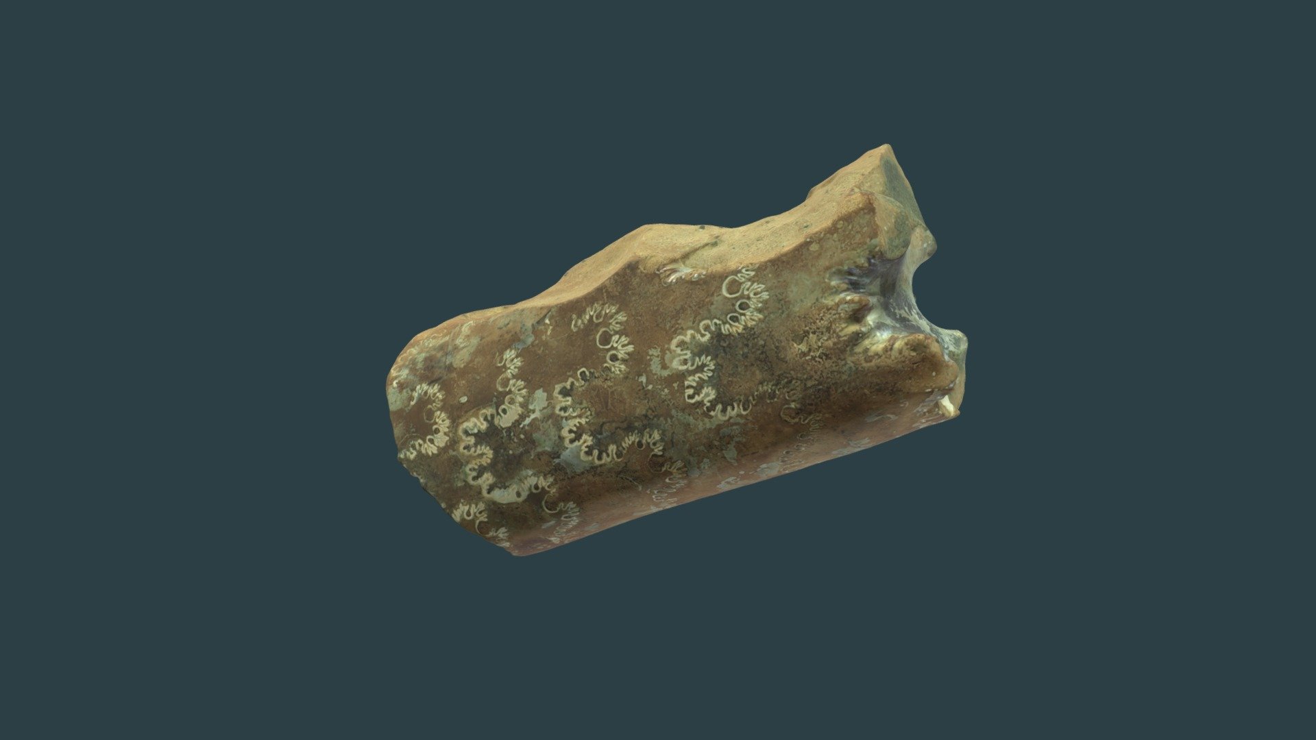 Baculites haresi D1587 - 3D model by Shellie Luallin (@Paleogirl ...