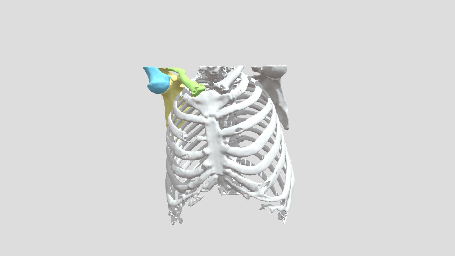 Sternum - 3D model by kucharm [6abb09f] - Sketchfab