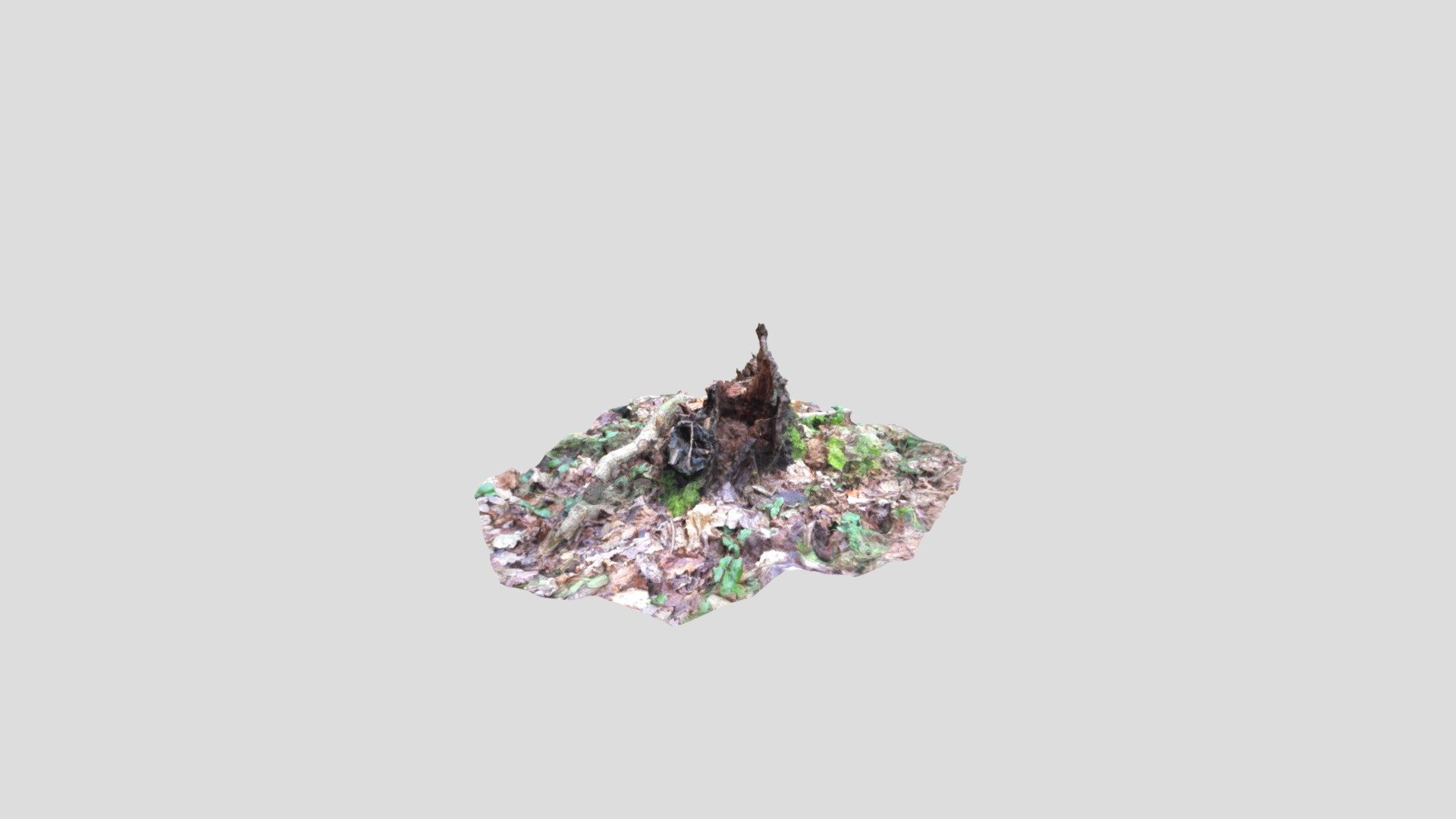 Tree stump - Canklow woods, Rotherham, UK - 3D model by Jozef Bumbera ...