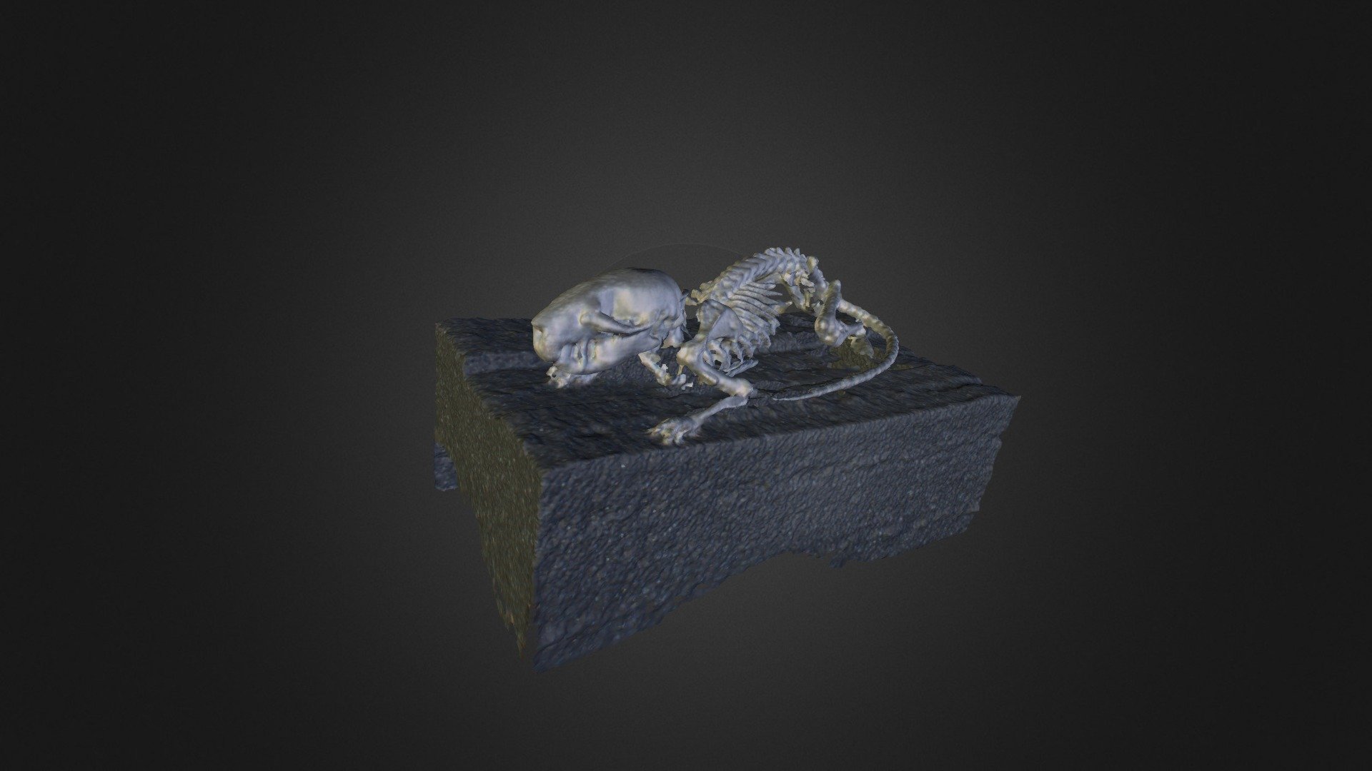 Rat Skeliton - 3D model by Colin Creamer (@ColinCreamer) [6ac91ab ...