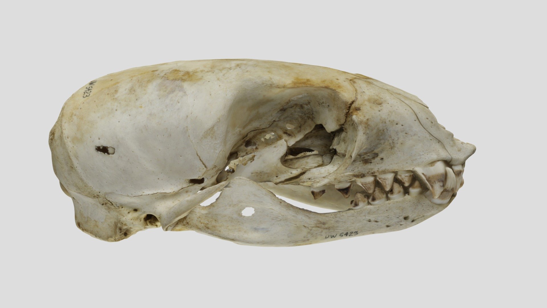 UWYMV:Mamm:5423, Zalophus californicus, Skull - Download Free 3D model ...
