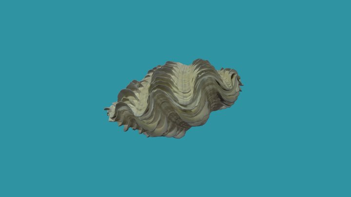 Clam 3D models - Sketchfab