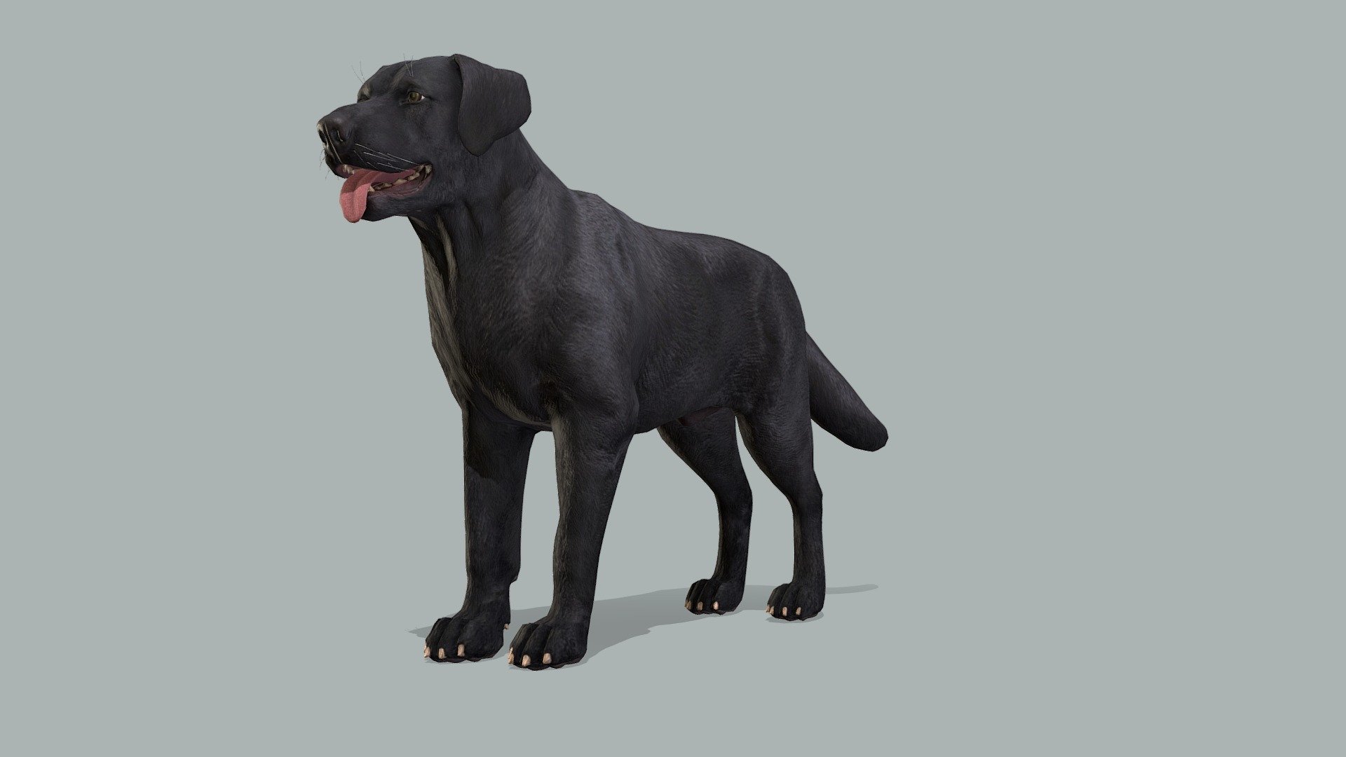 Dog - Labrador - Buy Royalty Free 3D model by RedDeer (@billl90 ...