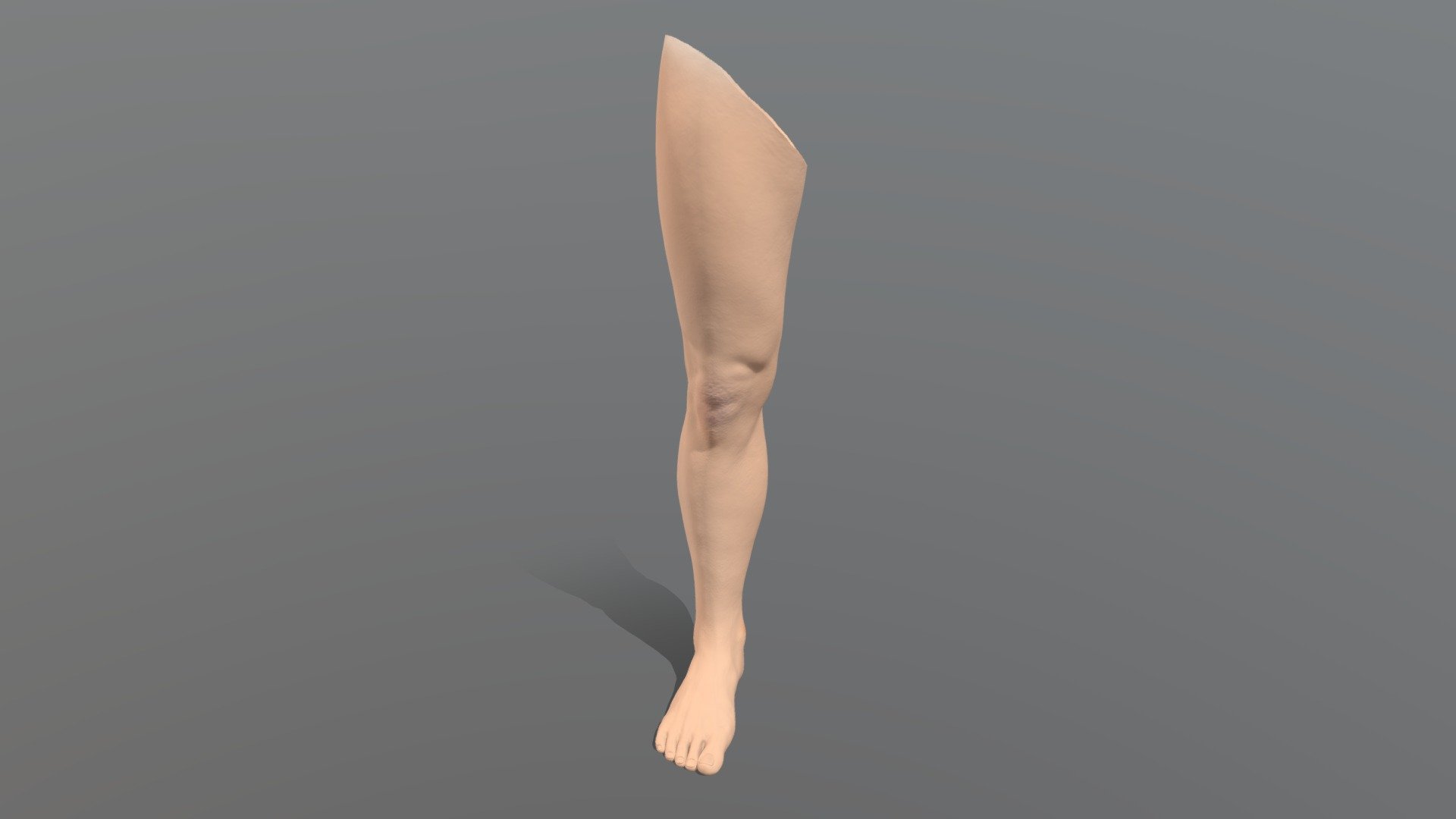 Procreate Models Leg 3D Model By Vitalii shvets 6ad43a1 Sketchfab