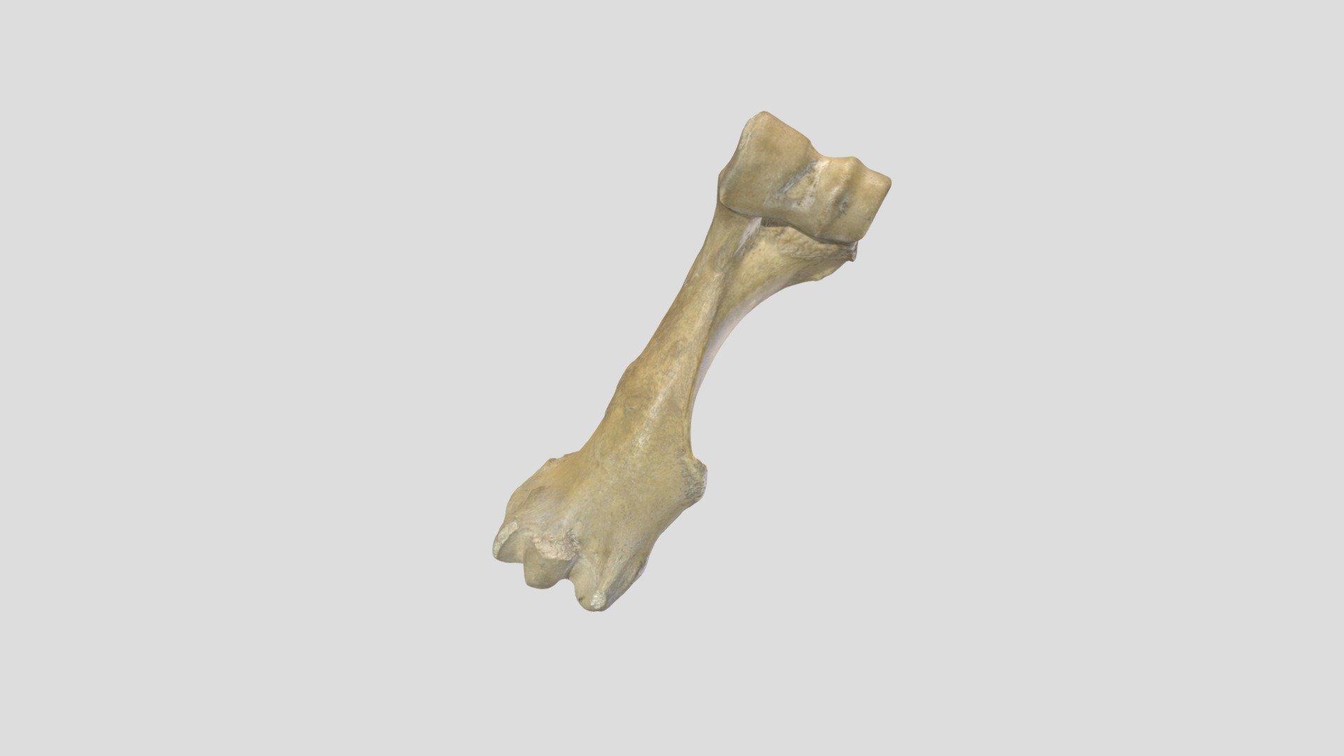 Horse Humerus - 3D model by Veterinary Medicine, Kasetsart University ...