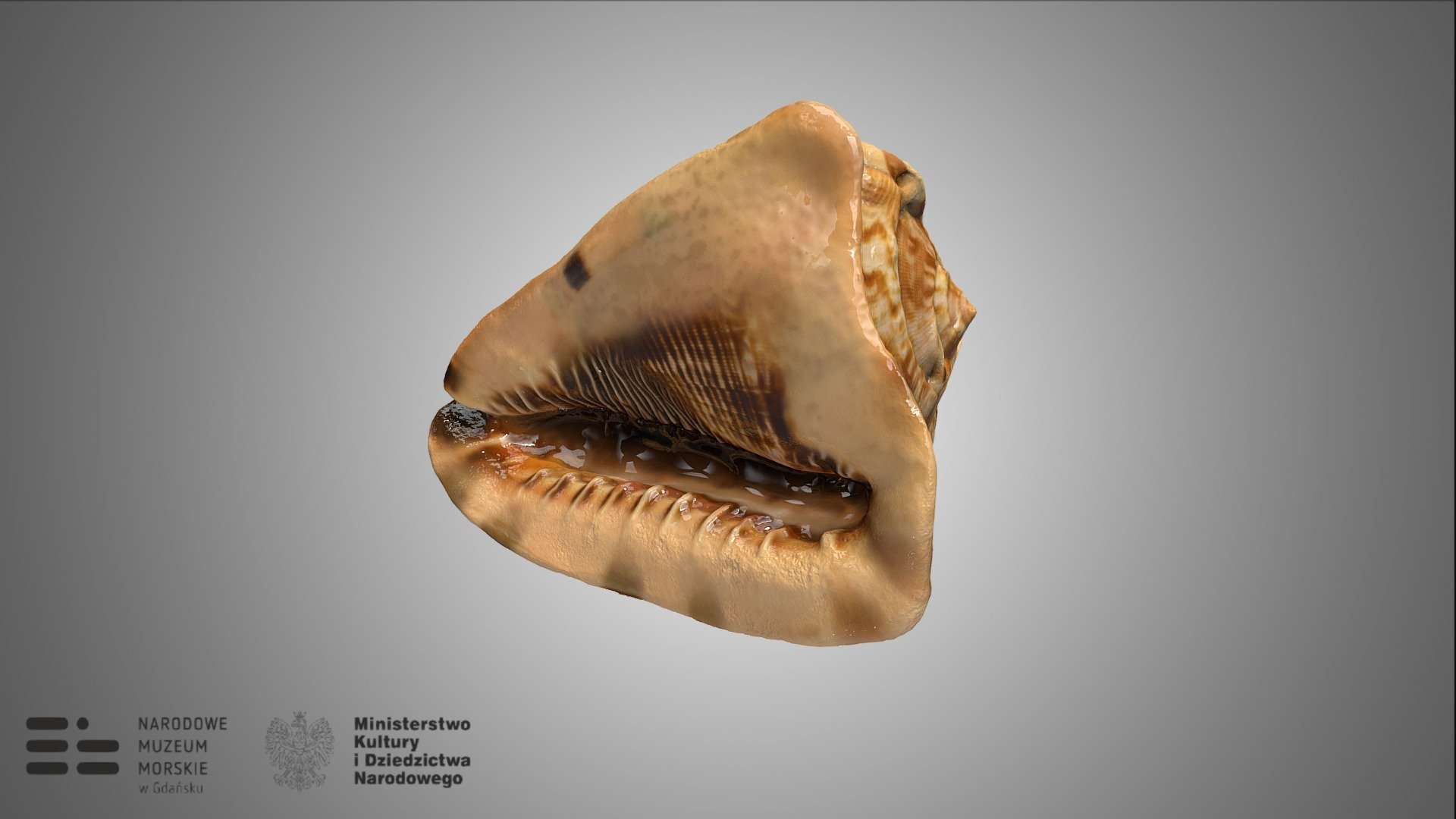 Muszla ślimaka z gatunku Cassis tuberosa - 3D model by National ...