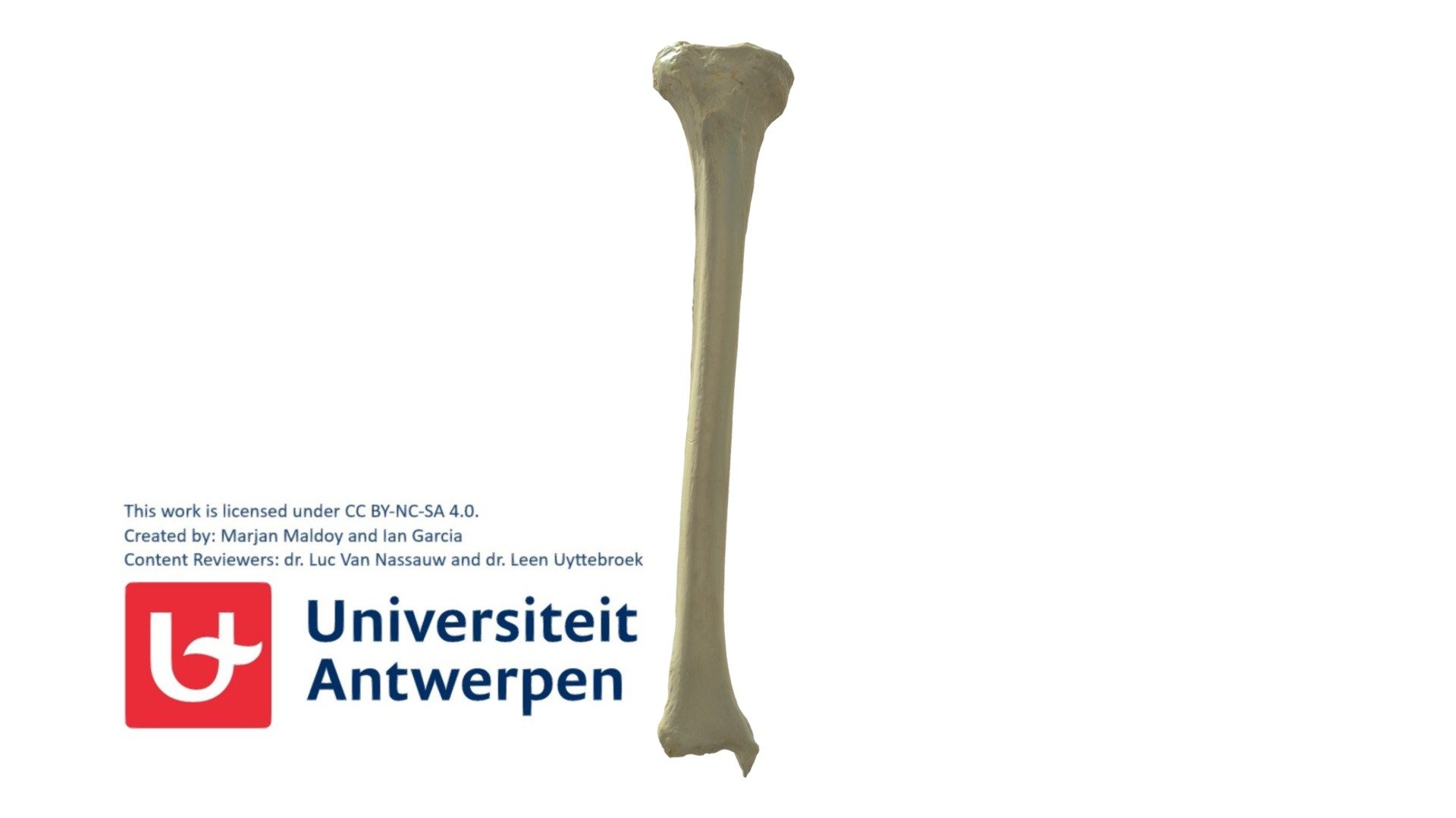 Rechter Tibia met annotaties - 3D model by Universiteit Antwerpen ...