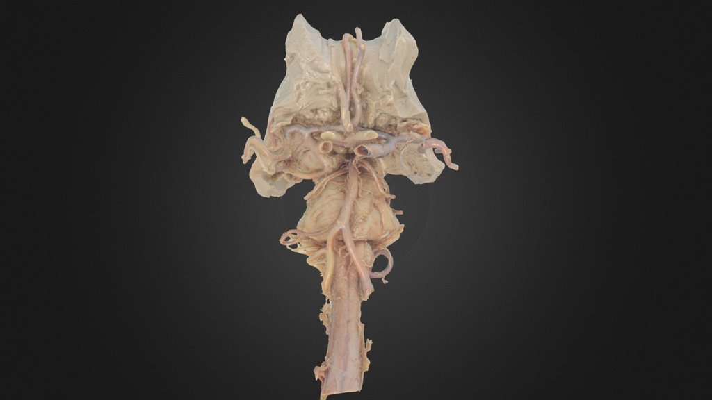 Neuroanatomy Lab 1 External CNS Features - A 3D model collection by OSU ...
