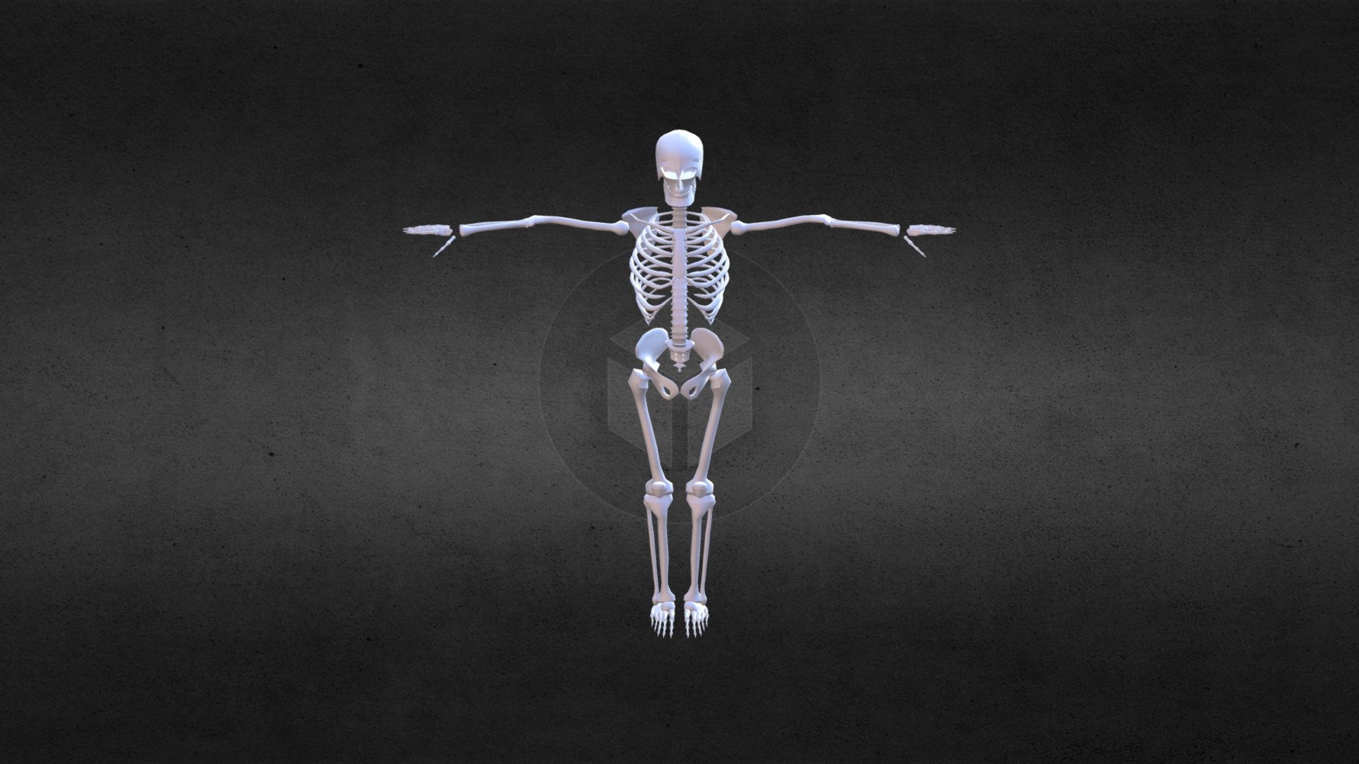 Skeleton - 3D model by Frankie McDonald (@frankiemcdonald) [6ae3190 ...
