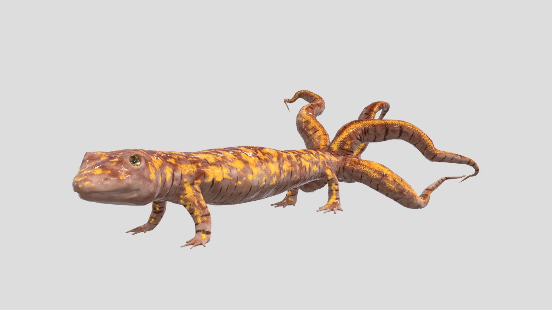 Salamander Textured and Animated - 3D model by keybard [6aedae1 ...
