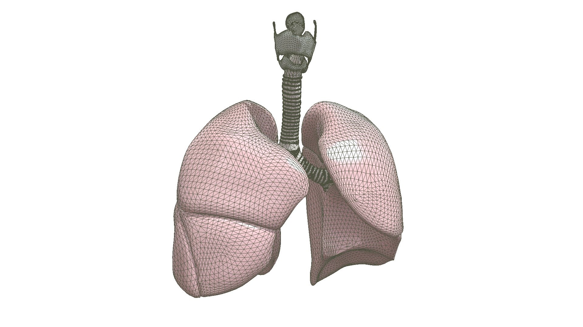 Vh F Lung 3d Model By Lulujiayouer [6af2e42] Sketchfab