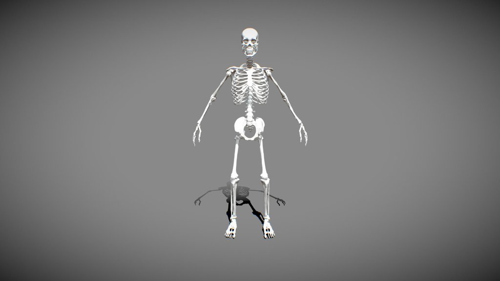 Skeleton - A 3D model collection by captdane3 - Sketchfab