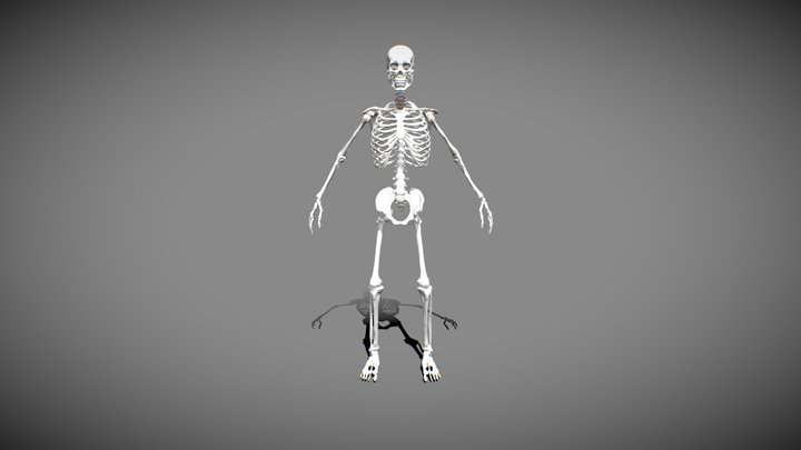 Skeleton 3D models - Sketchfab