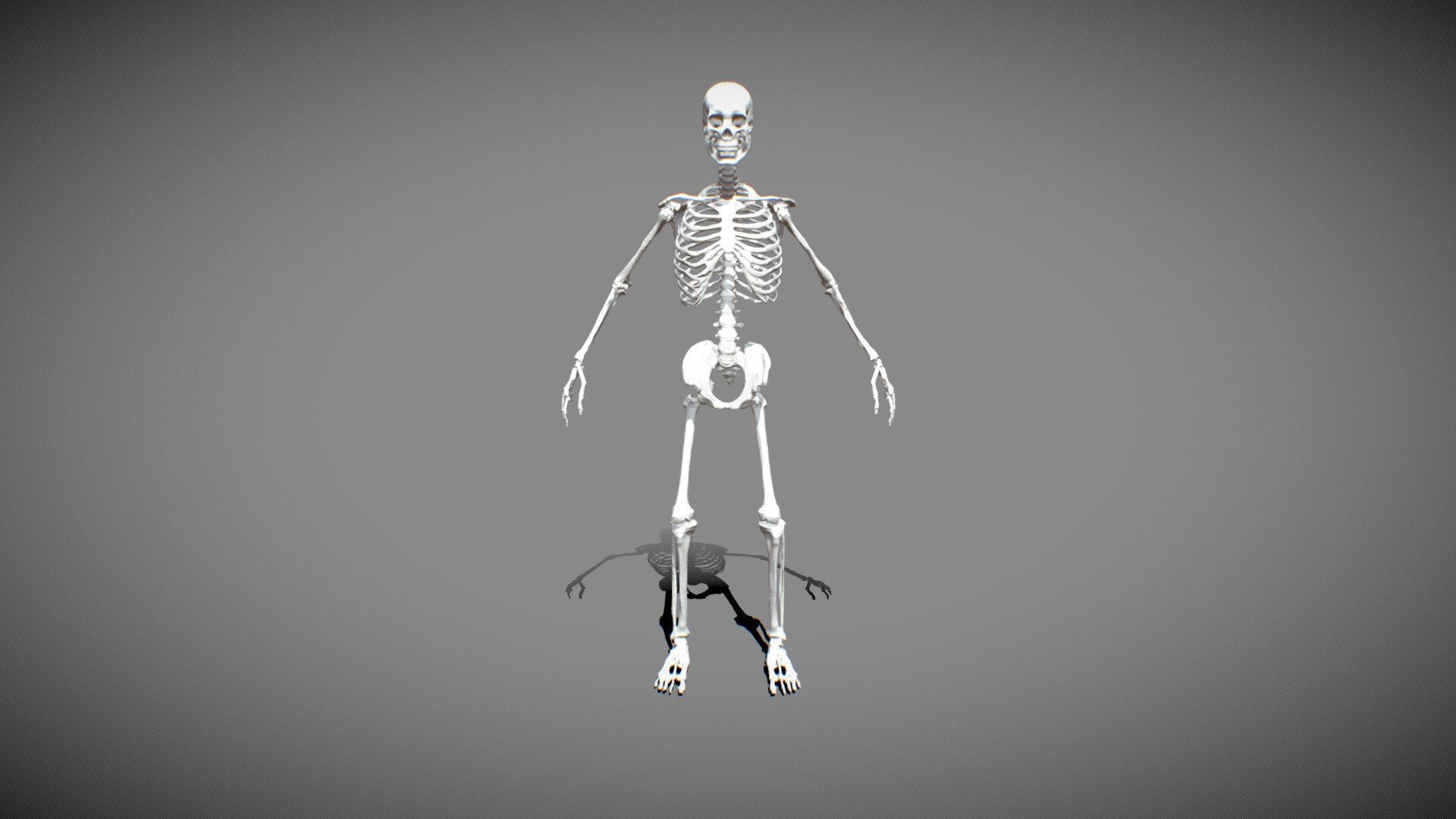 anatomical skeleton - Download Free 3D model by PEREGRUZ [6af32b8 ...