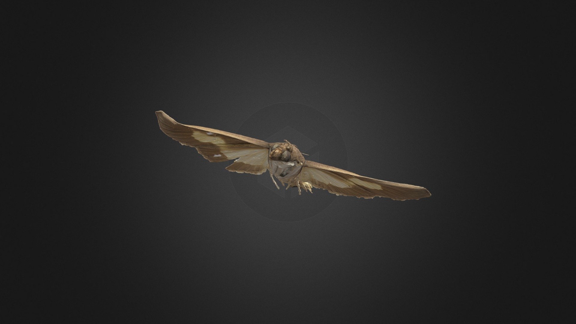 Pickleworm Moth - 3D model by University Libraries at Virginia Tech (@VirginiaTechUnivLibraries ...