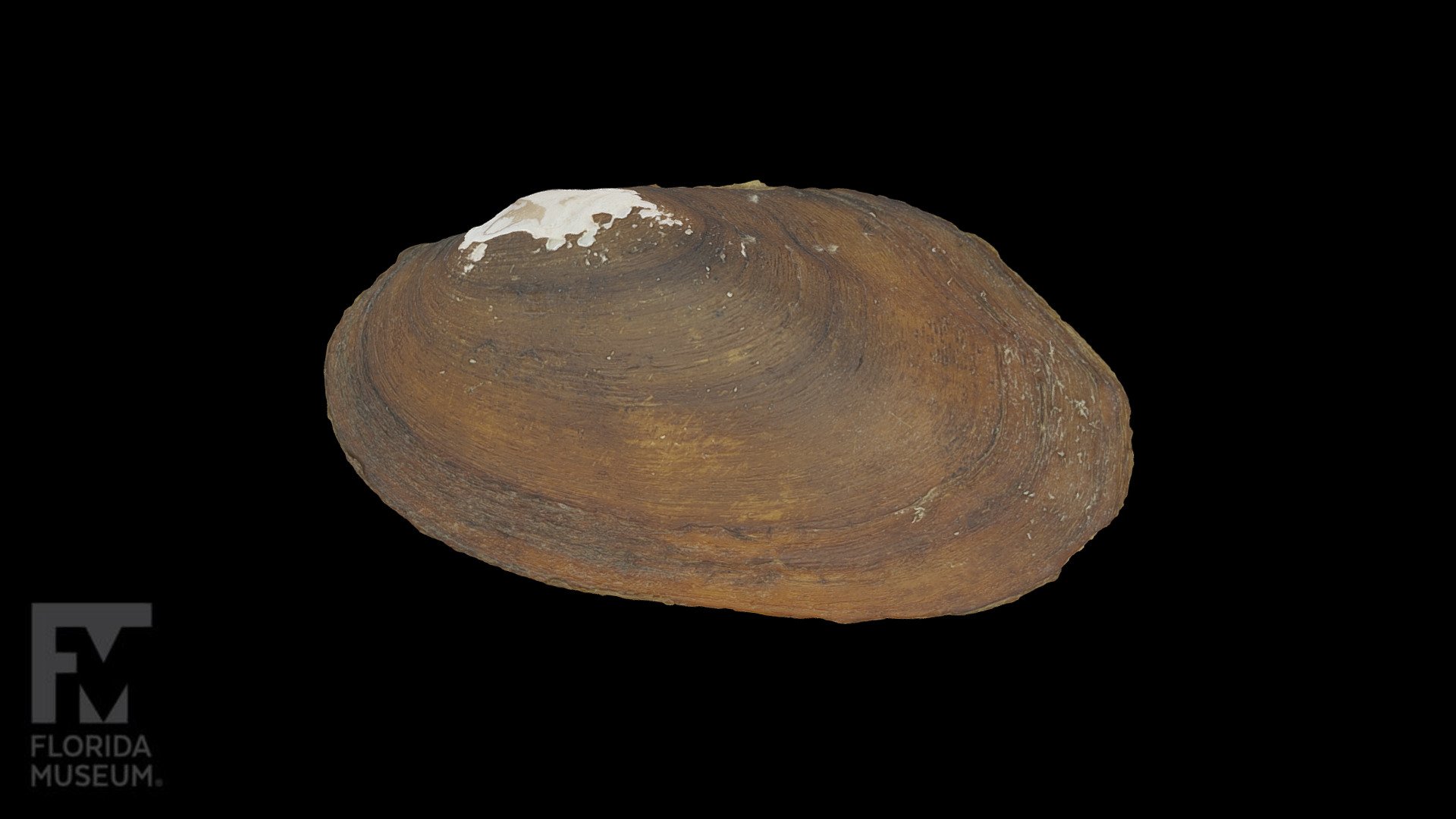 Chipola Slabshell - Freshwater Mussel - 3D model by FloridaMuseum ...