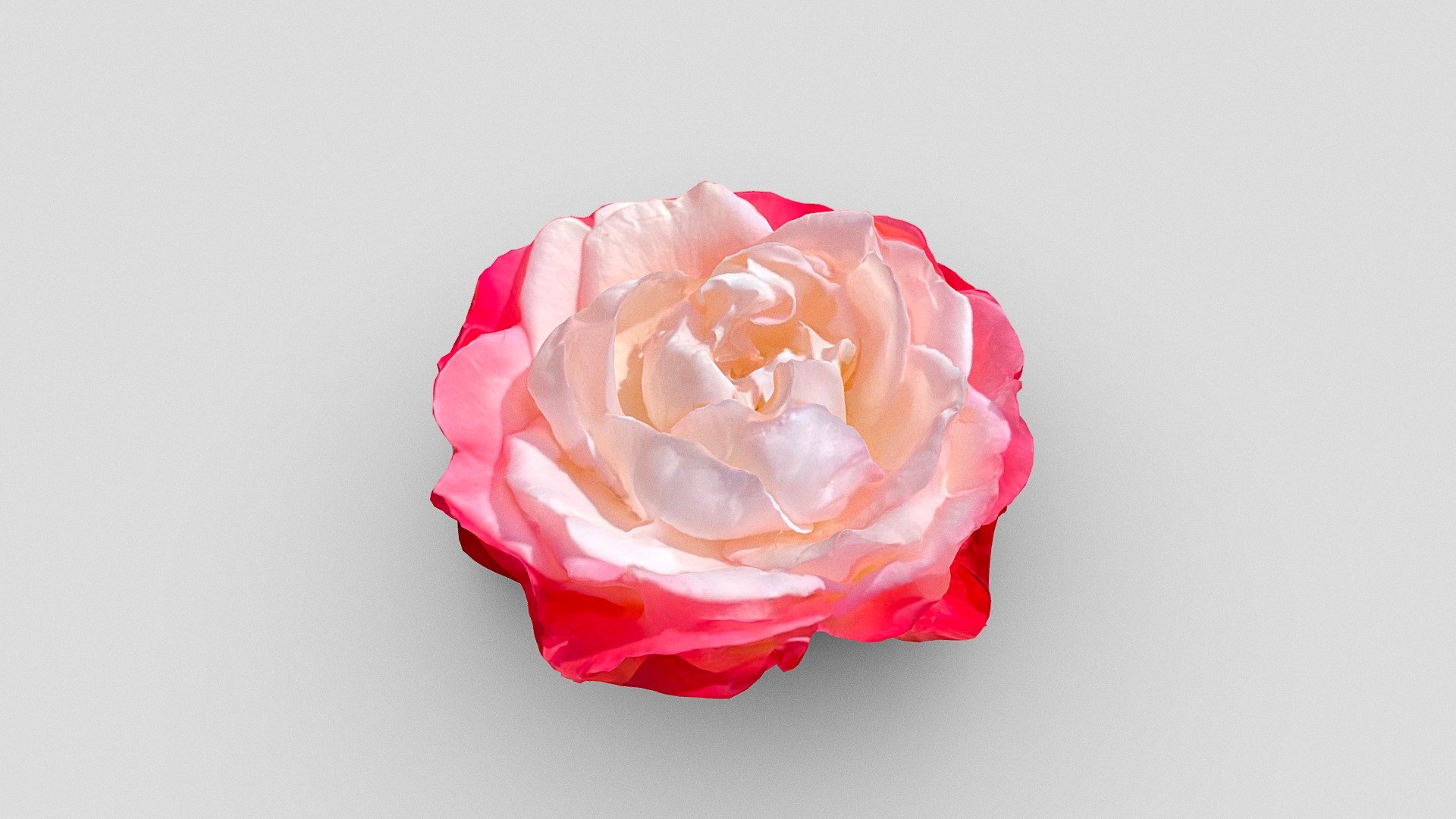 Rosebud - Download Free 3D model by alban [6af7a55] - Sketchfab