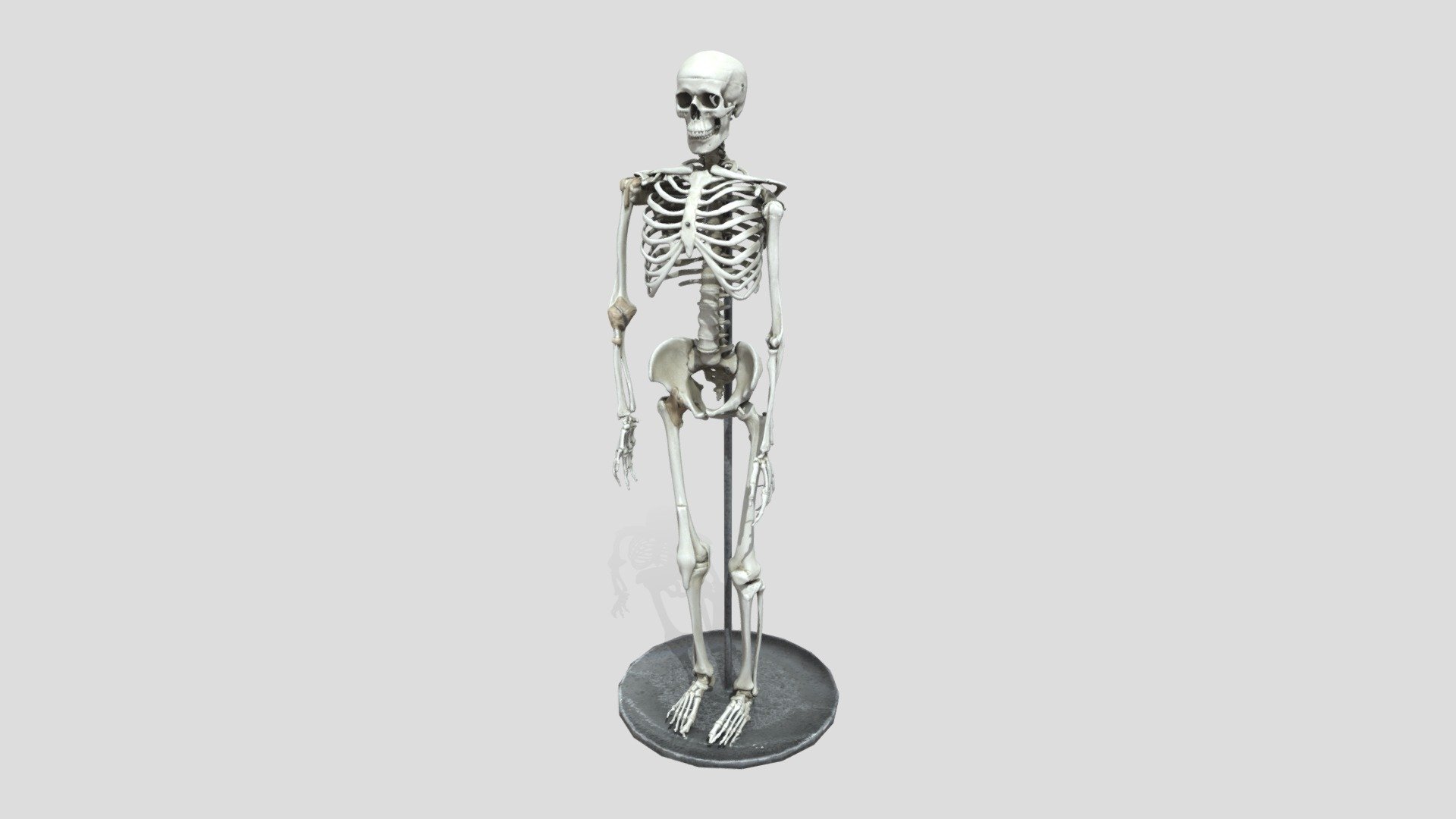 Bone model - Buy Royalty Free 3D model by digikstudio [6afa5d6 ...