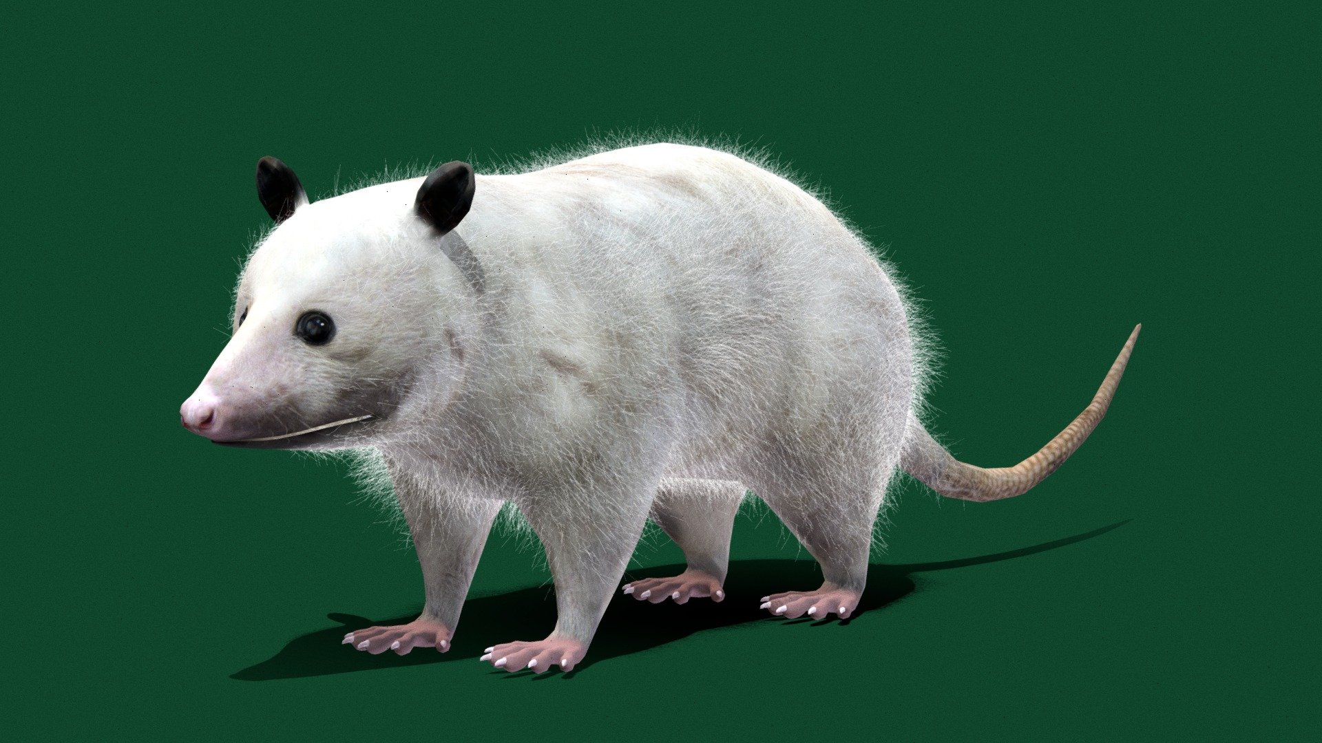 Opossum Pose (Lowpoly) - Buy Royalty Free 3D model by Nyilonelycompany [6b00b89] - Sketchfab Store