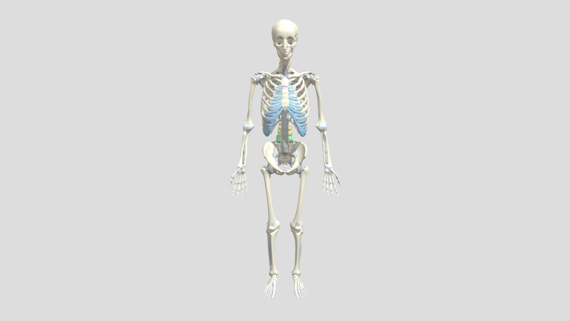 XR Anatomy Project: Kadai C - Download Free 3D model by uzakiyo ...