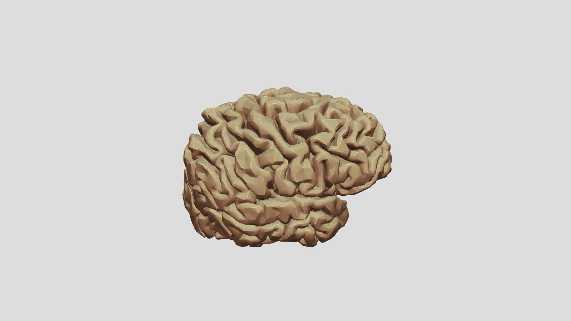 Brain - 3D model by Anatomic Modeling Unit (@MC-AMU) [6b06dd3] - Sketchfab
