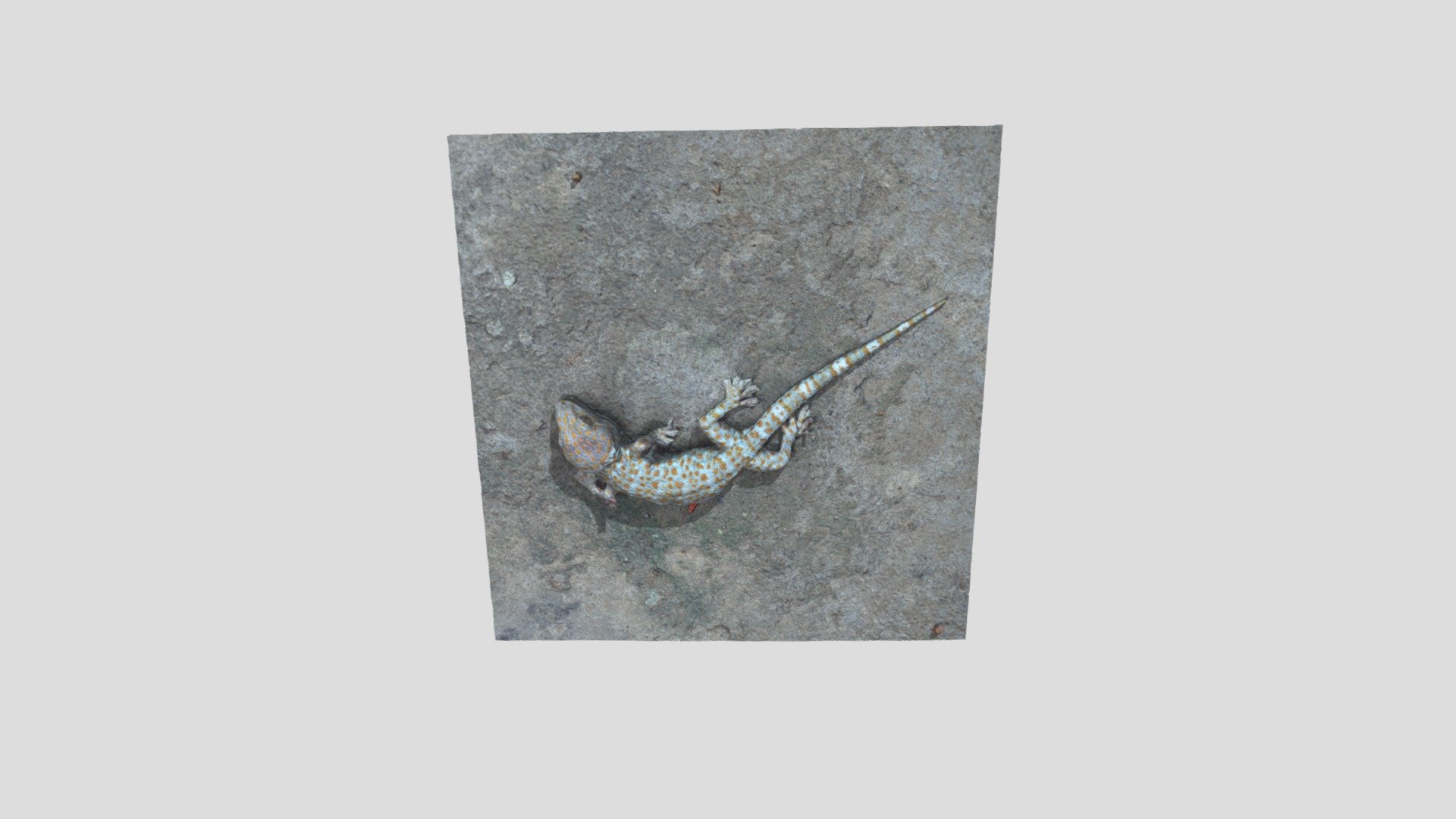 Tokek - 3D model by sekarsih.fitria [6b073f4] - Sketchfab