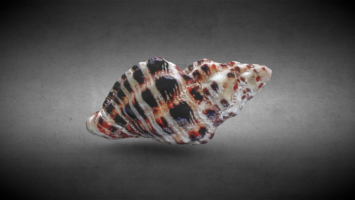 Seashell 3D models - Sketchfab