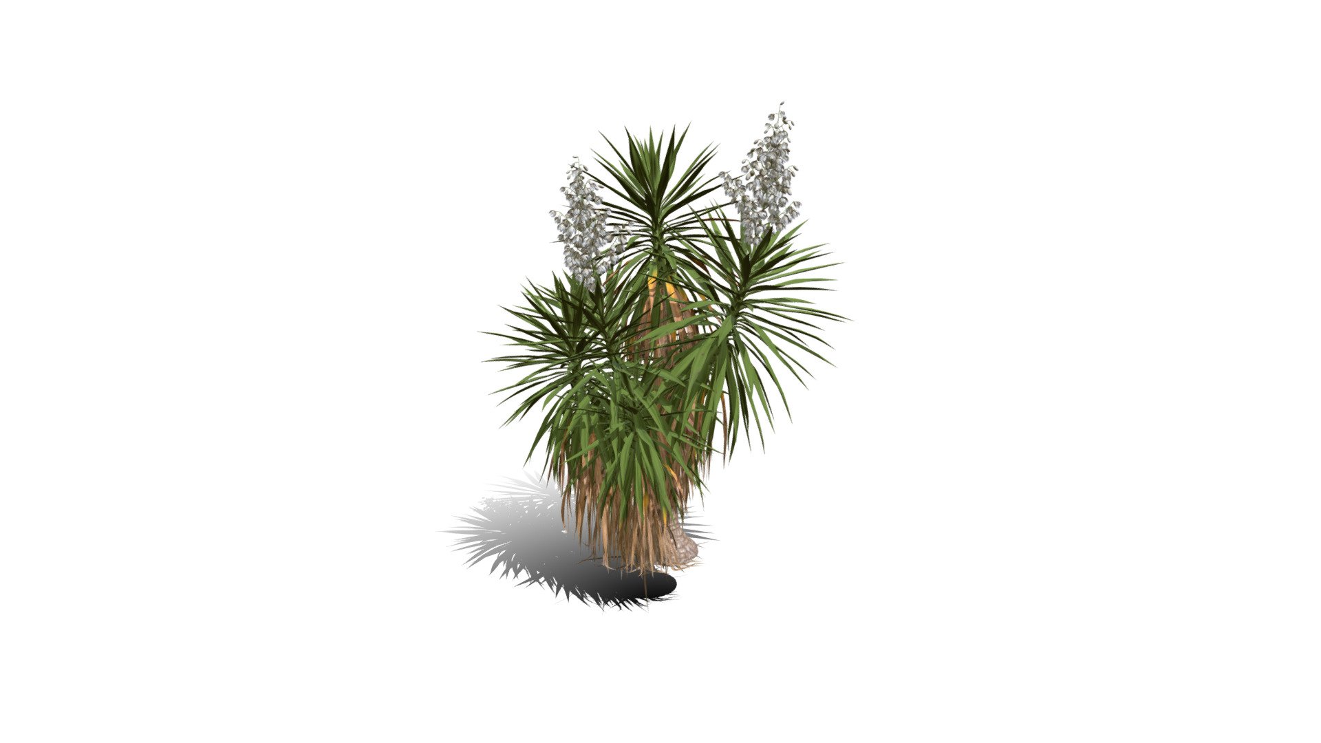 Realistic HD Spineless yucca (12/30) - Buy Royalty Free 3D model by ...