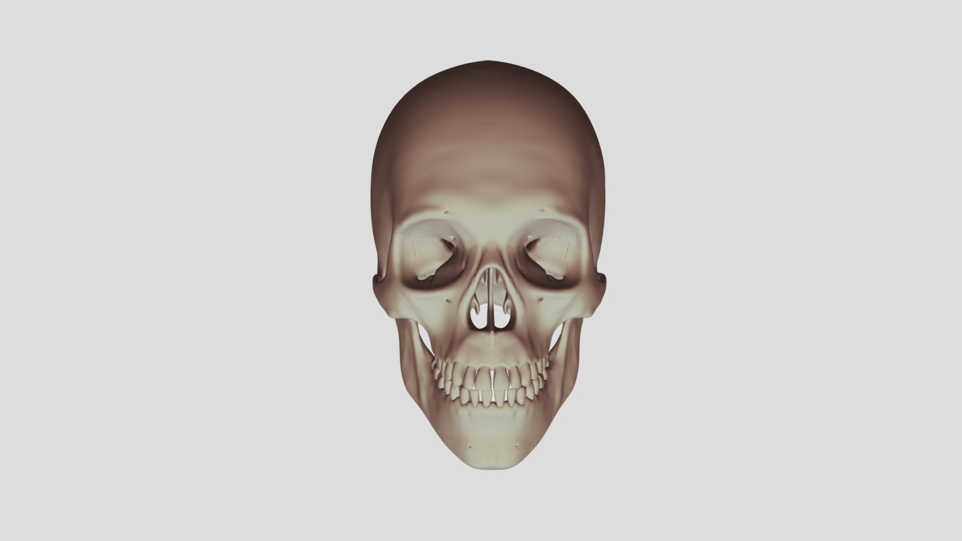 Skull - 3D model by rpettit [6b161b9] - Sketchfab